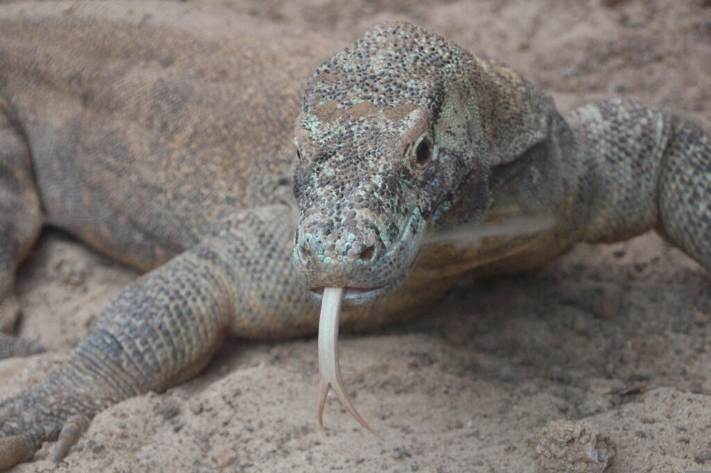 Komodowaran - der letzte Drache in Indonesien